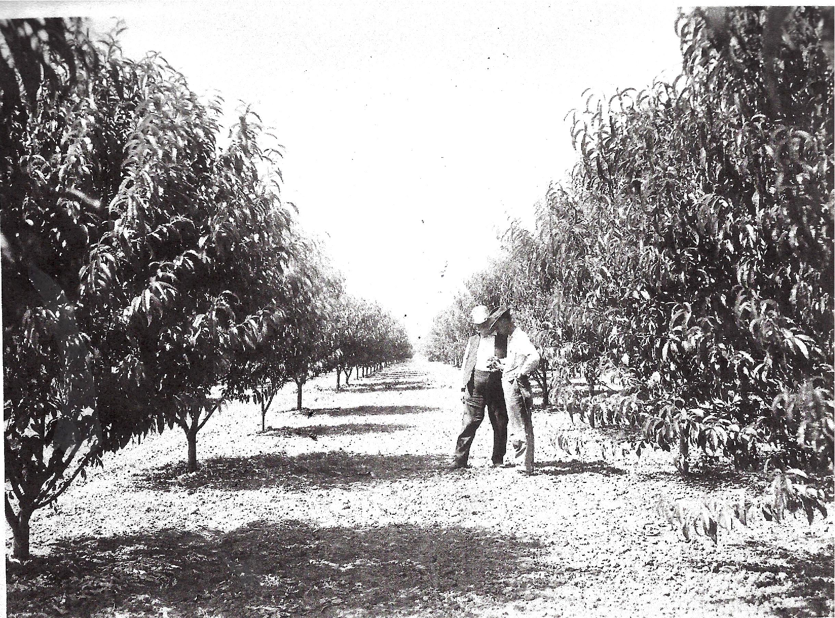 Farm History - Jones Farm